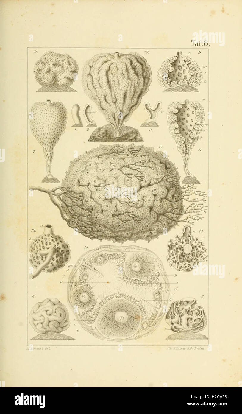 This work explores the species of calcareous sponges, with ...