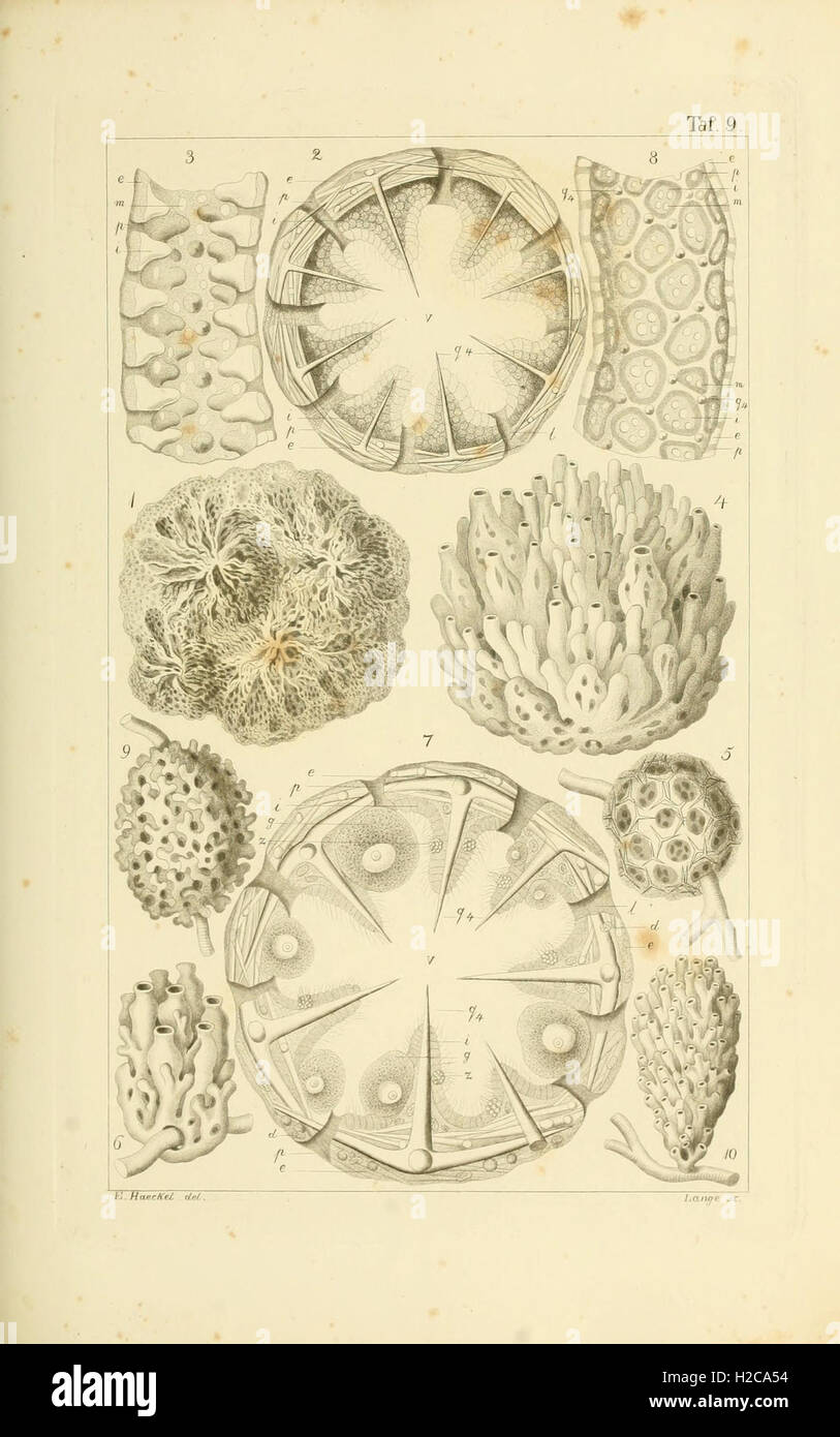 This document provides an in-depth study of calcareous sponges ...