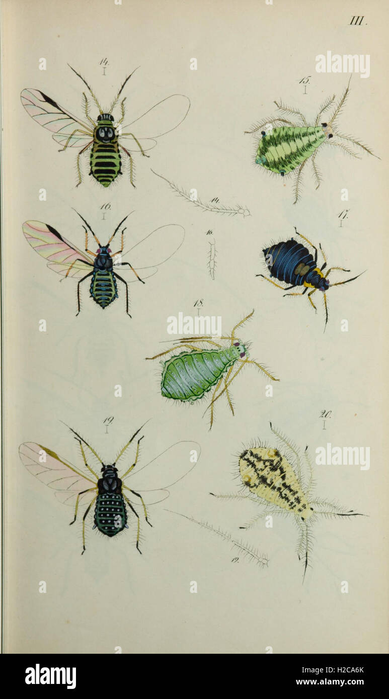 This plate from a botanical study illustrates various species of aphids ...