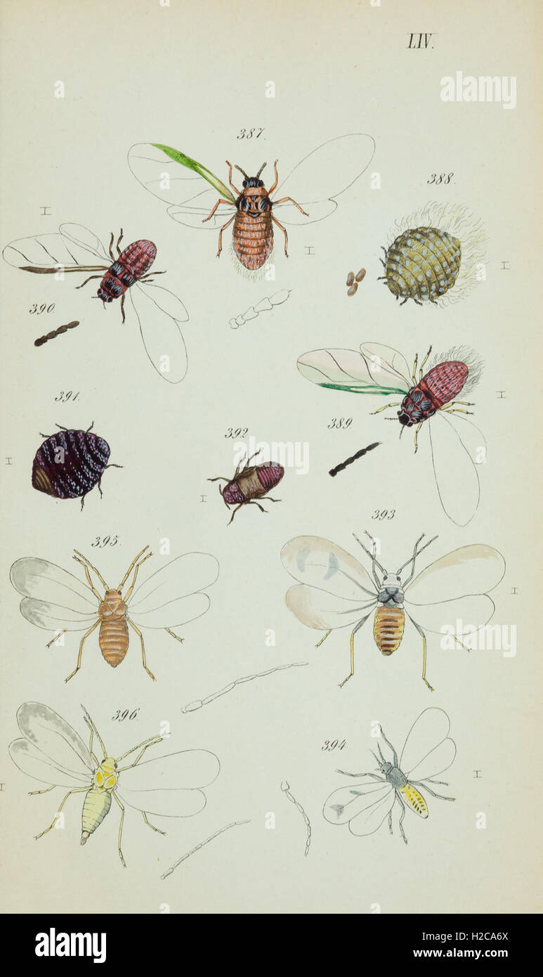 This plate illustrates aphids, a group of small insects that affect ...