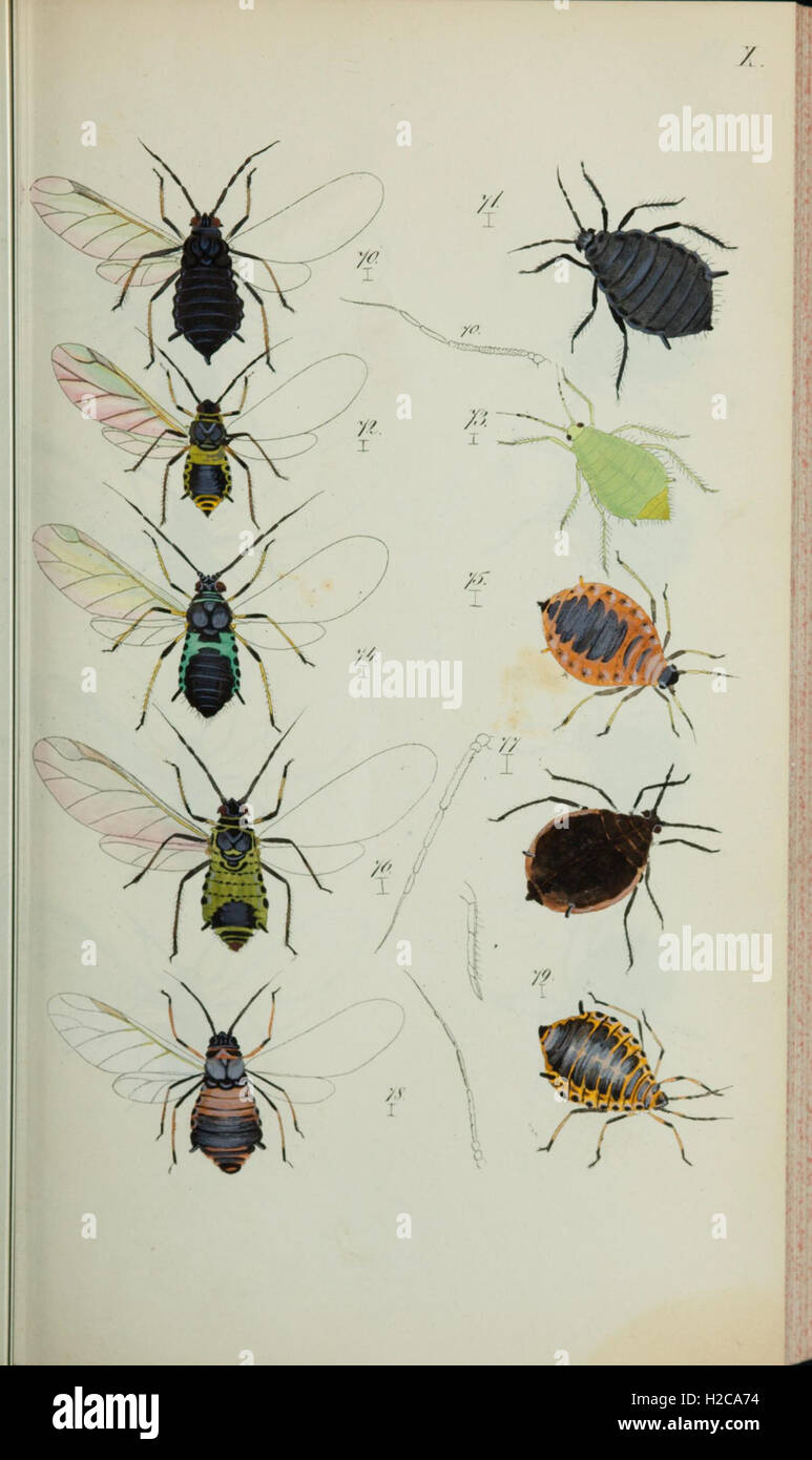 This work provides a detailed study of aphids, focusing on their ...