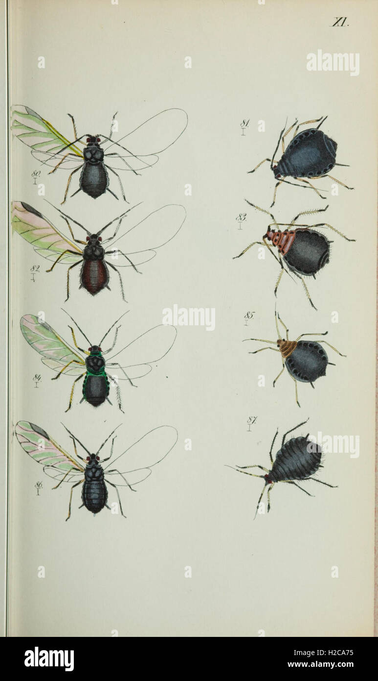 This work provides a detailed study of aphids, focusing on their ...