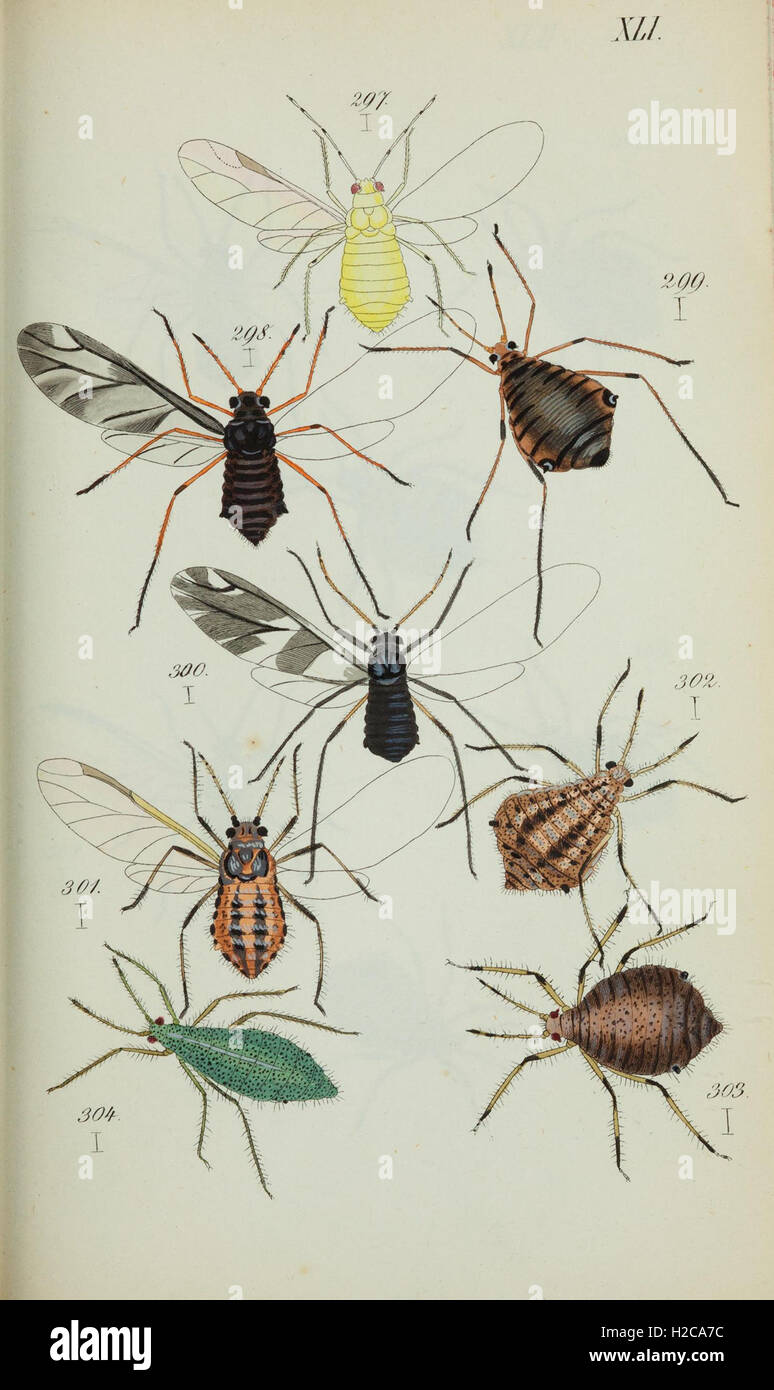 This plate presents the study of aphids, a type of plant louse ...