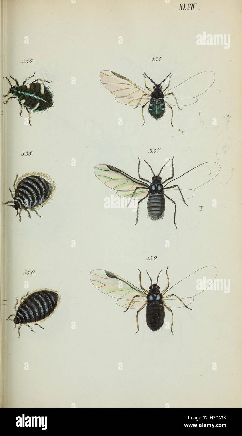This plate illustrates various species of aphids, also known as plant ...