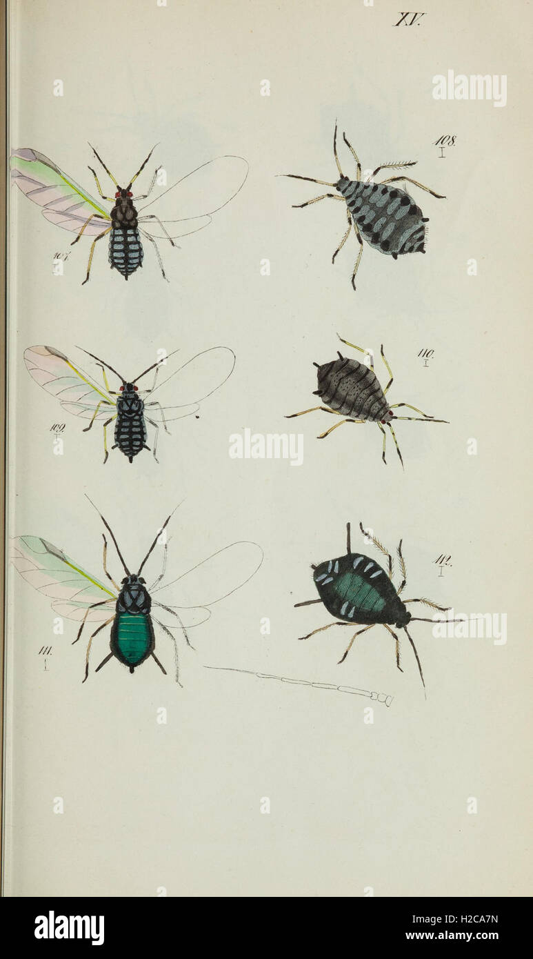 This plate features detailed illustrations of aphids (plant lice ...