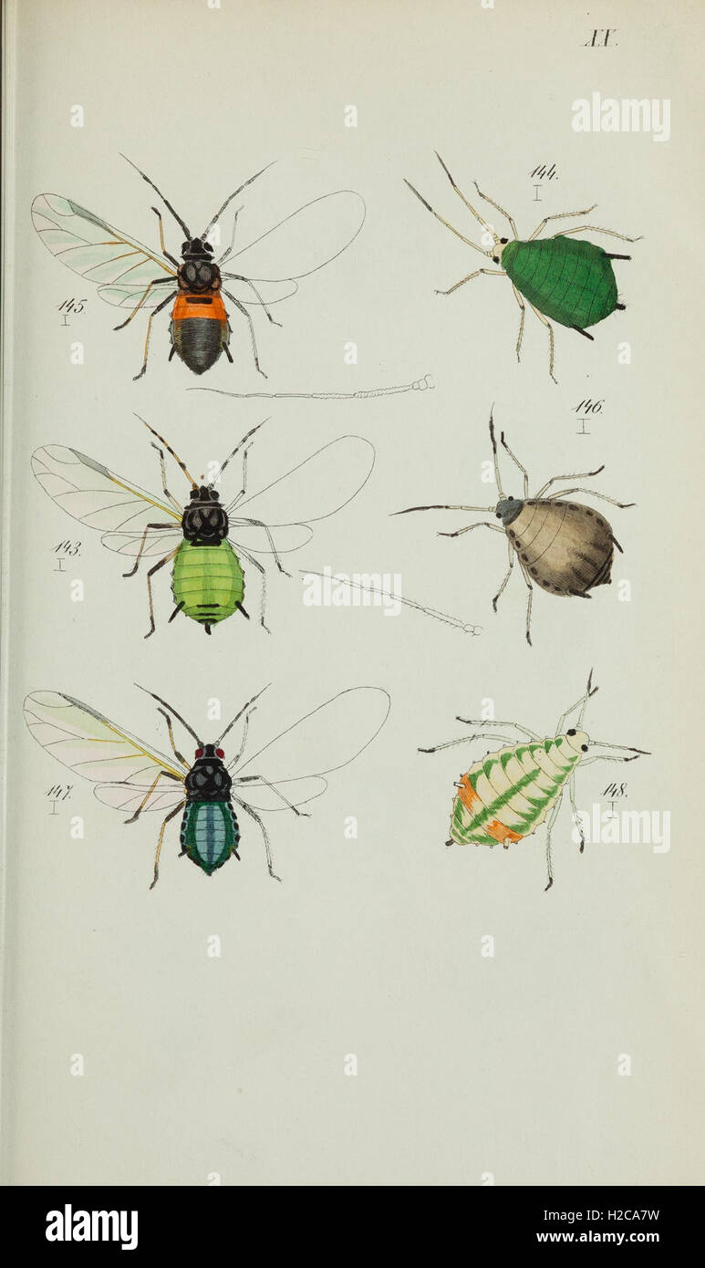 A scientific illustration depicting various aphid species (plant lice ...