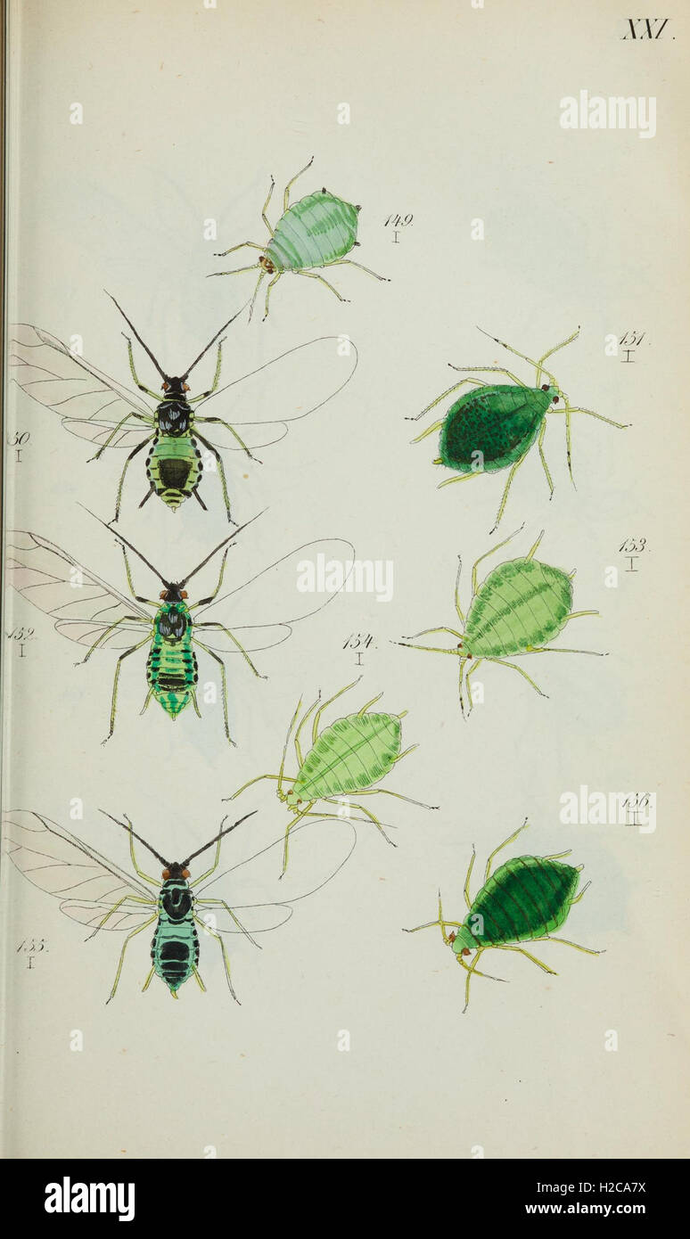 An illustration and study of aphids, focusing on their classification ...