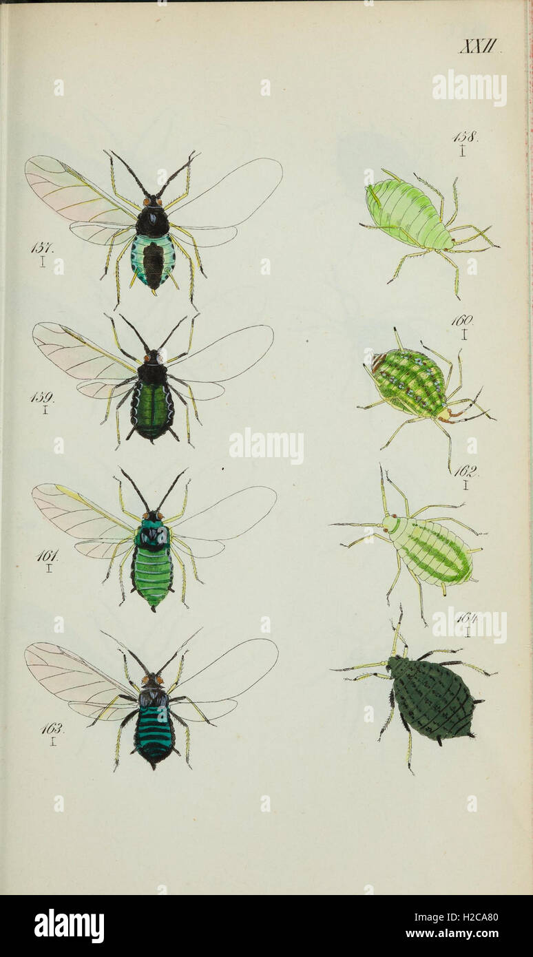 A detailed study on aphids, their classification, biology, and ...