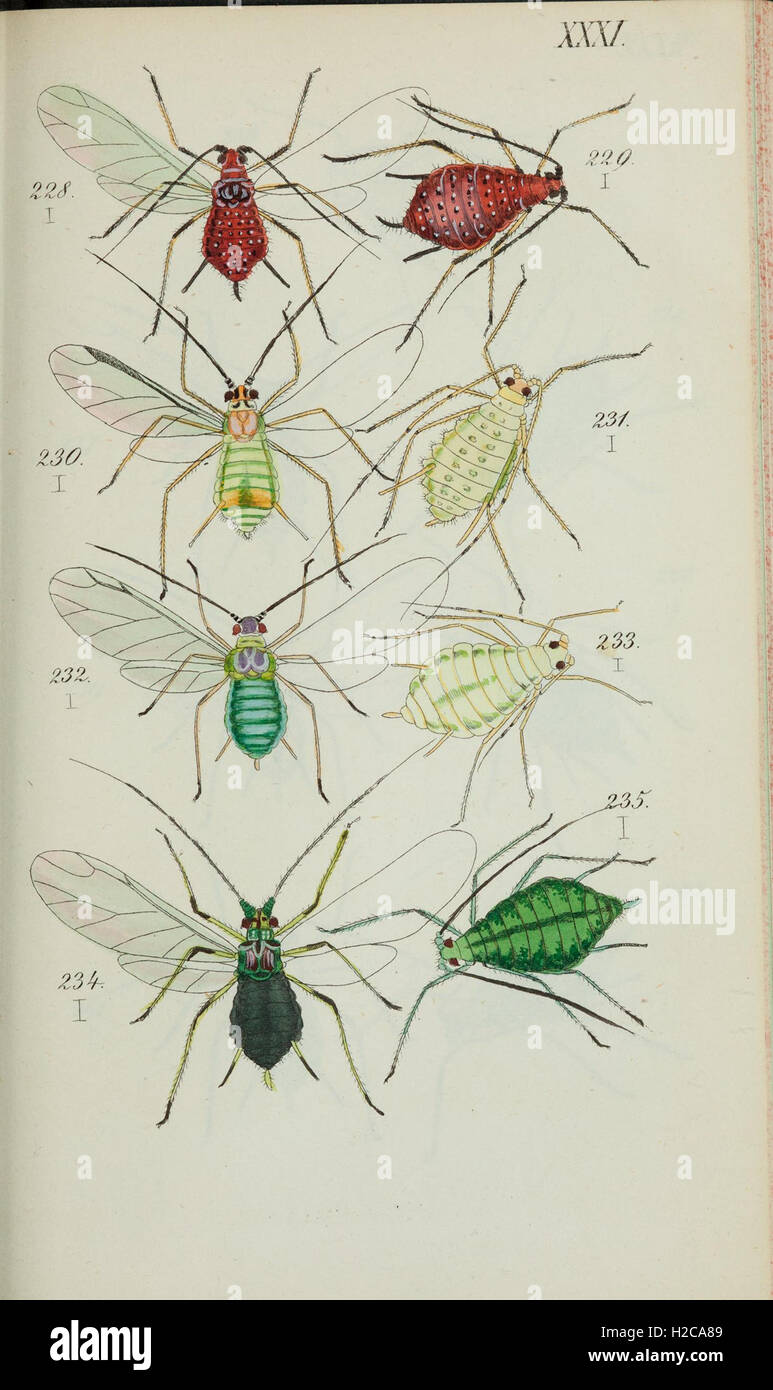 This plate illustrates various species of aphids, focusing on their ...