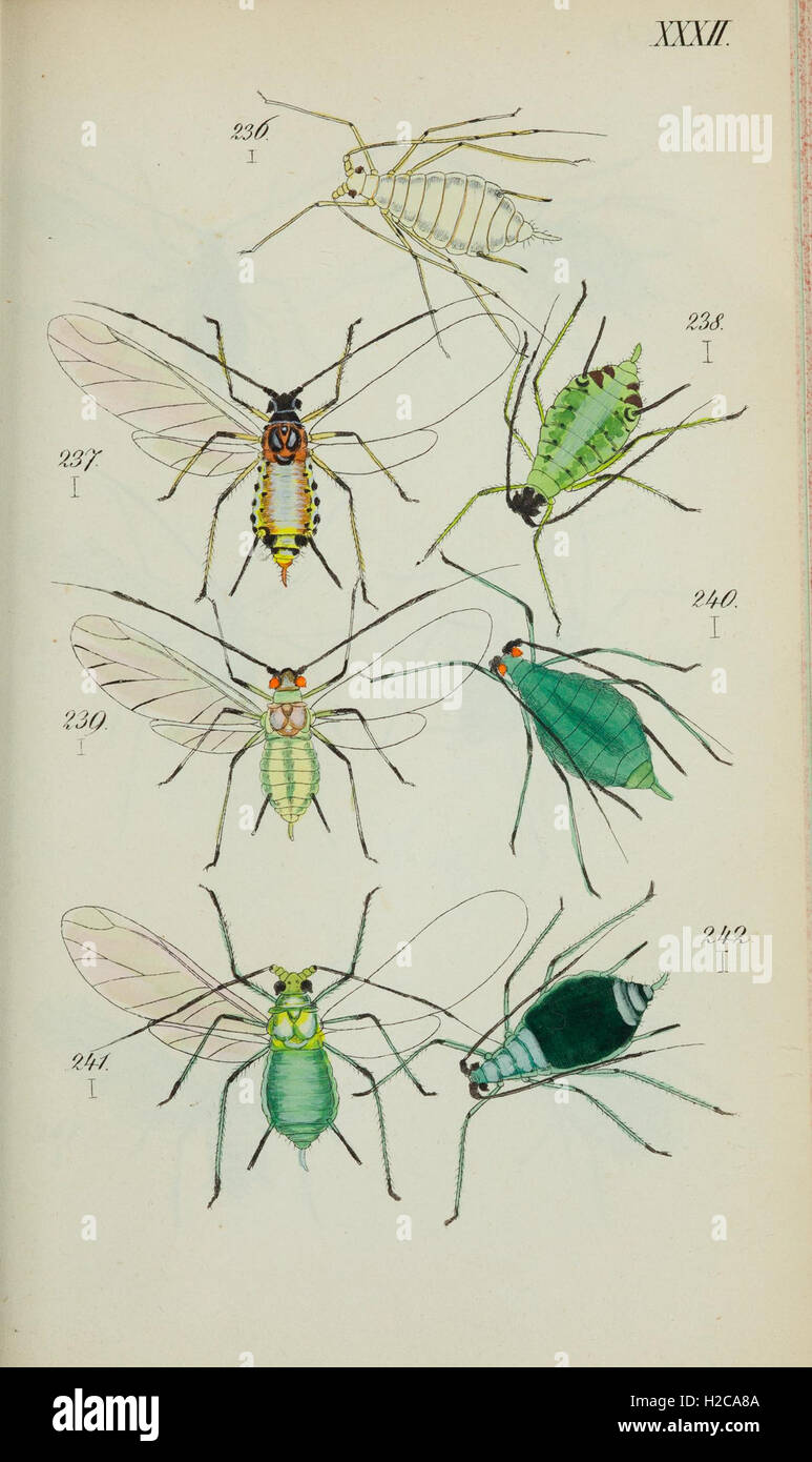 Plate XXXII of 'Die Pflanzenlause Aphiden' presents detailed ...
