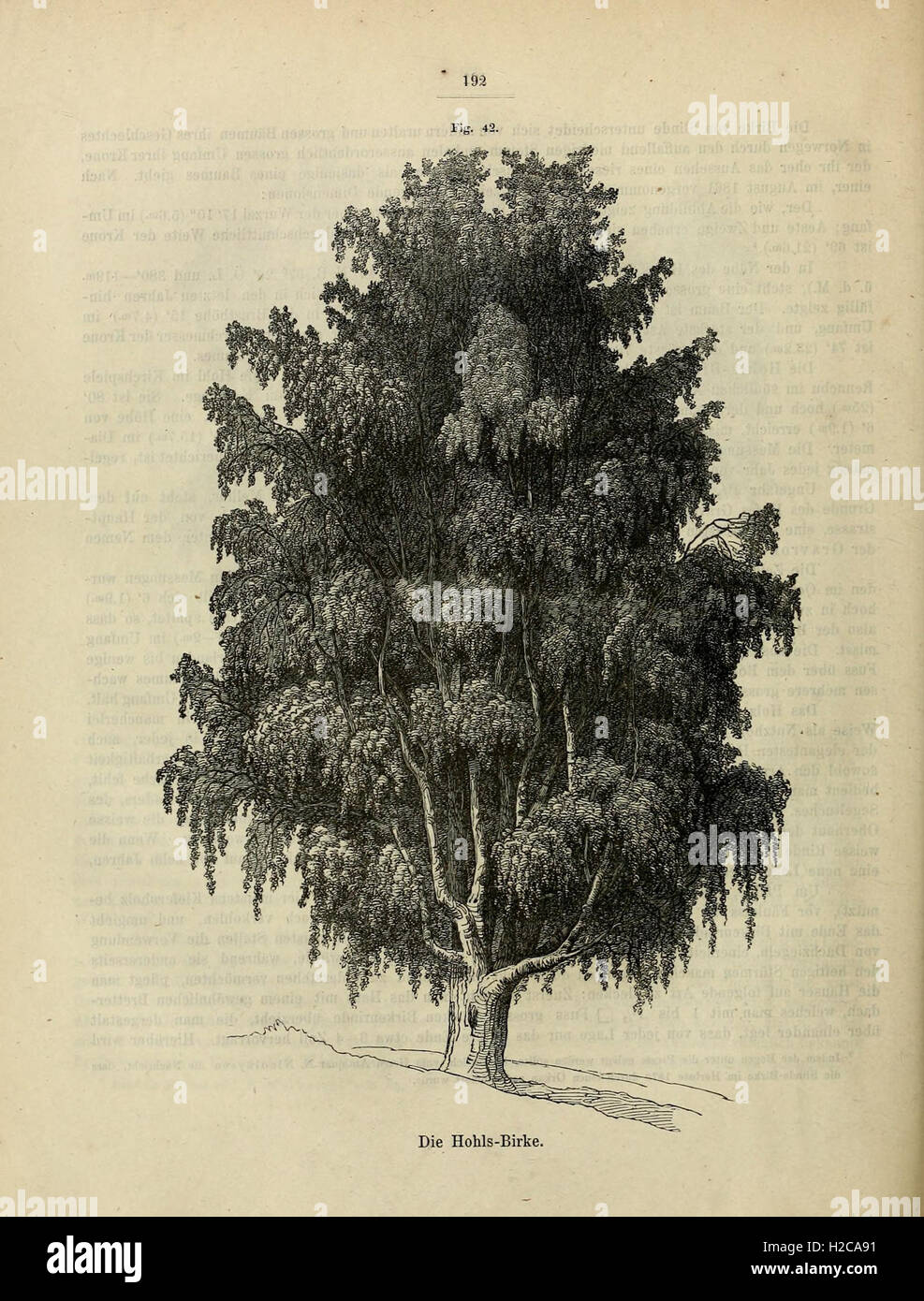 A study of the plant world in Norway, documenting the flora native to ...