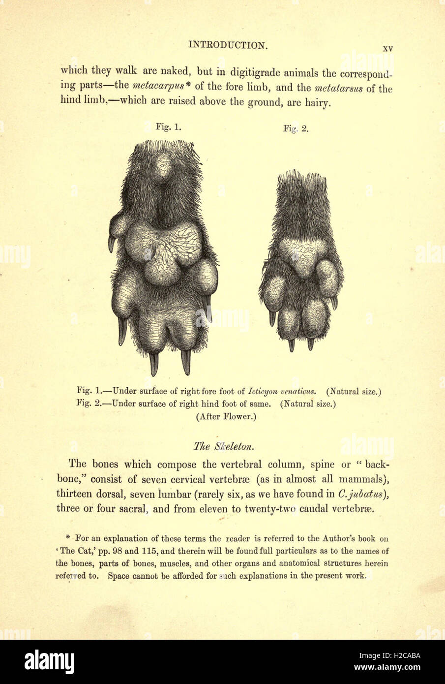A zoological study of canid species, comparing the behavior, ecology ...