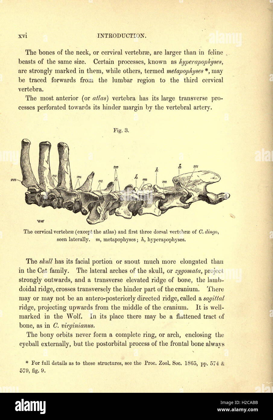 A study on canid species, examining their behaviors, habitats, and ...