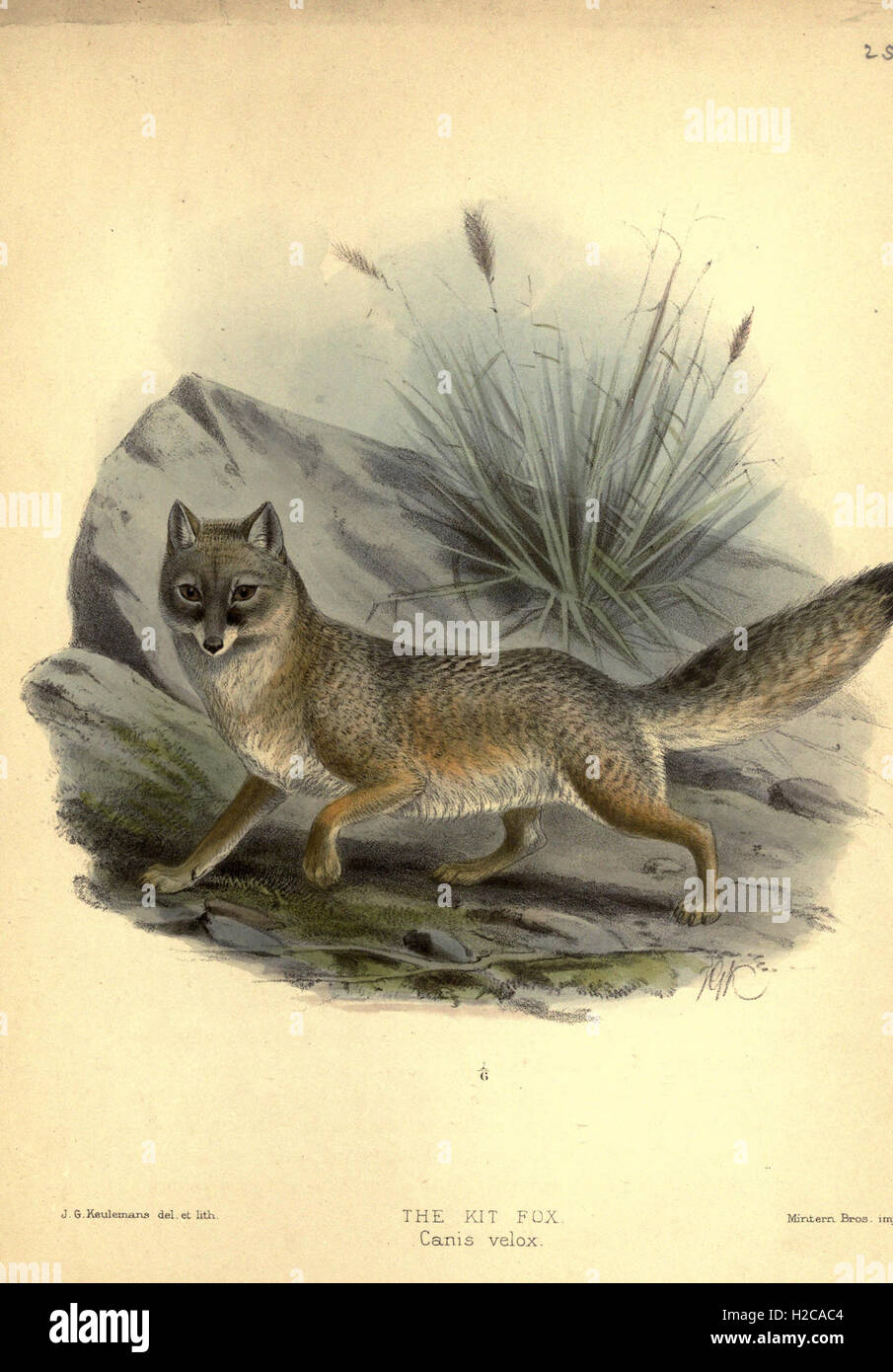 A diverse group of canid species, including domestic dogs, wild jackals ...