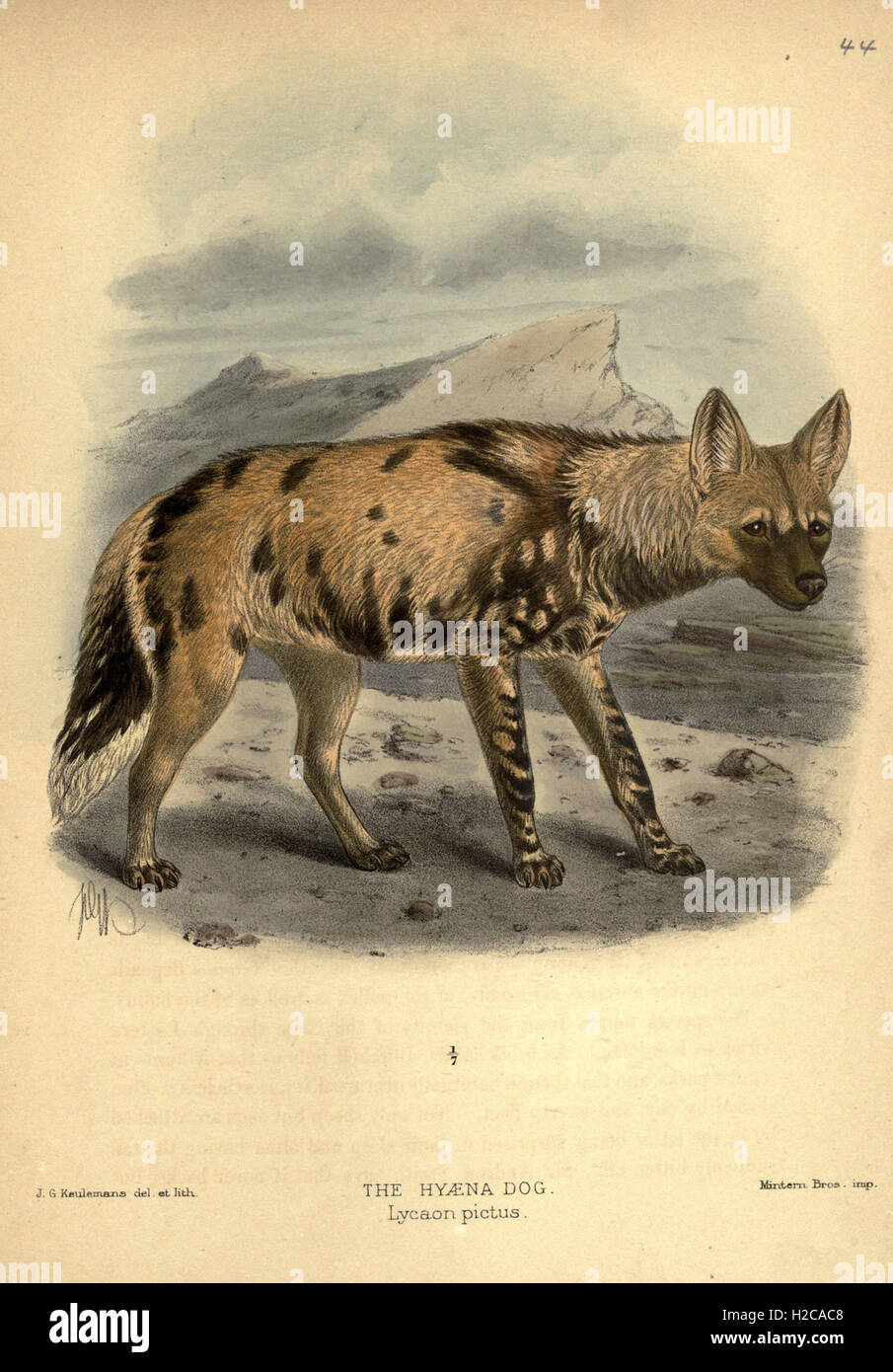 A study of canid species, including dogs, jackals, wolves, and foxes ...