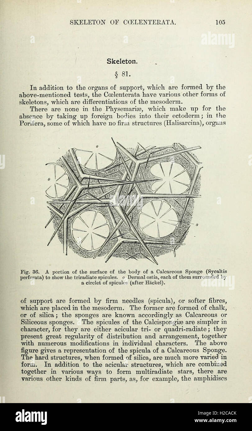 An introductory textbook on the principles of comparative anatomy ...