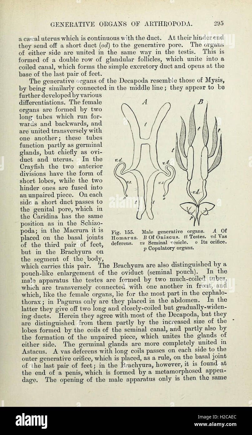 'Elements of Comparative Anatomy' discusses the anatomical structures ...