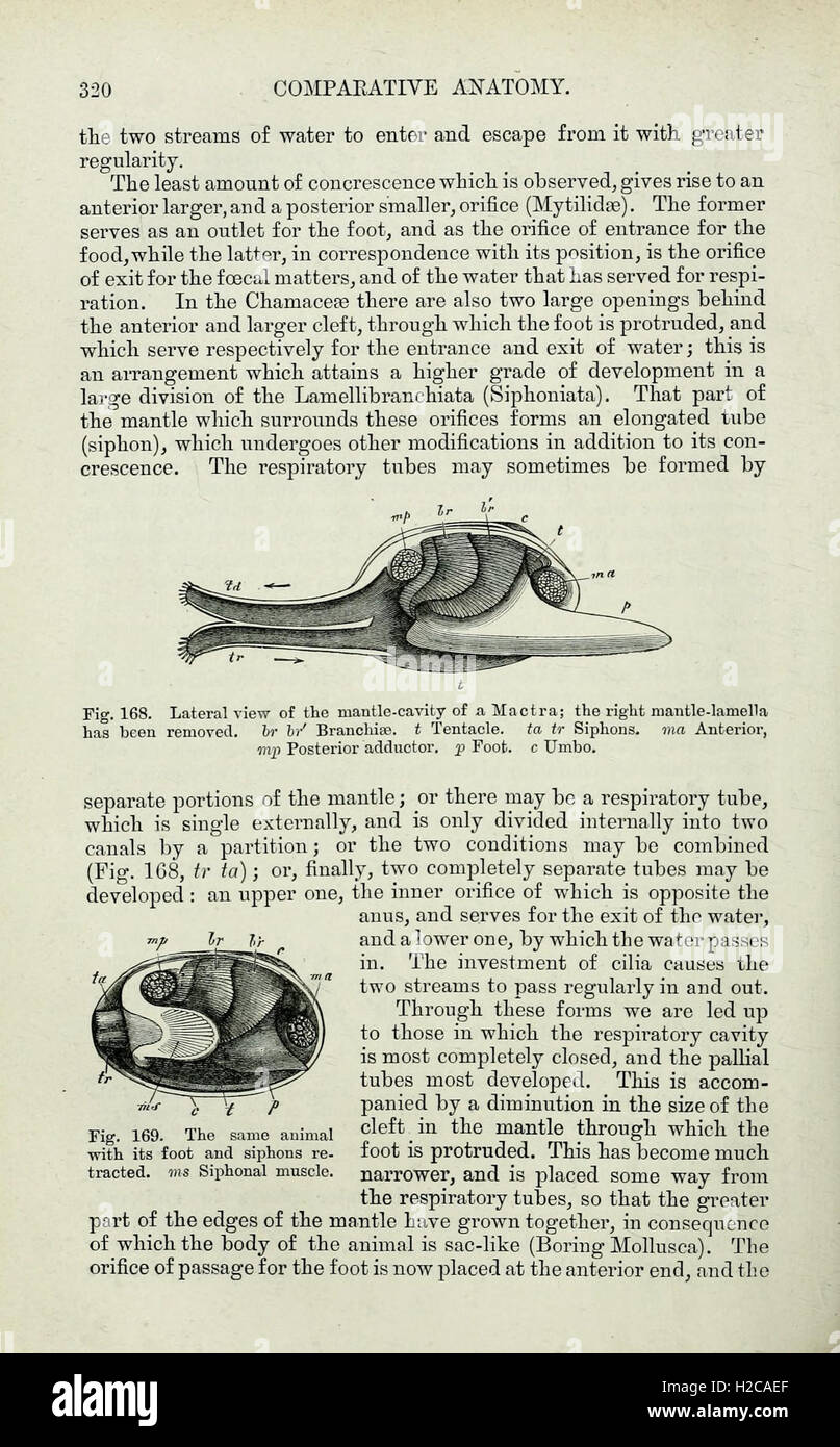 'Elements of Comparative Anatomy' examines the anatomical structures of ...