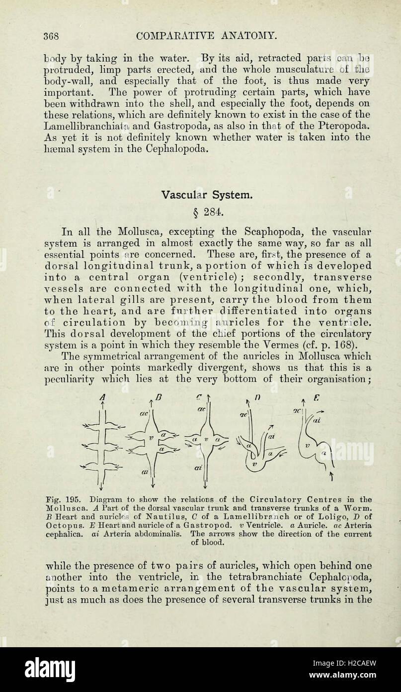 This textbook on comparative anatomy explores the structural ...
