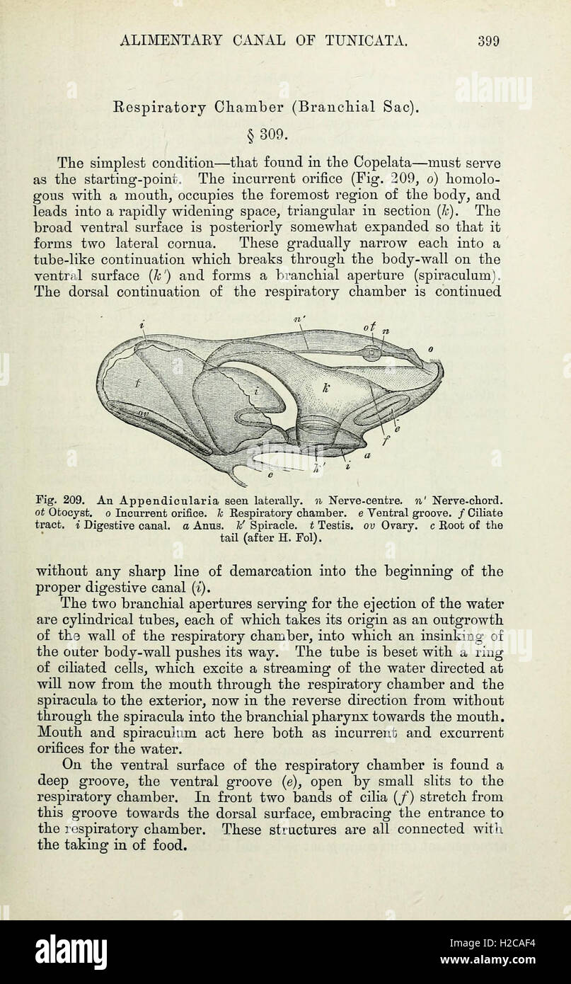 Elements of Comparative Anatomy (Page 399 Stock Photo - Alamy