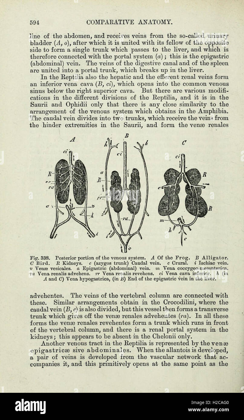Highlighting morphological differences hi-res stock photography and ...