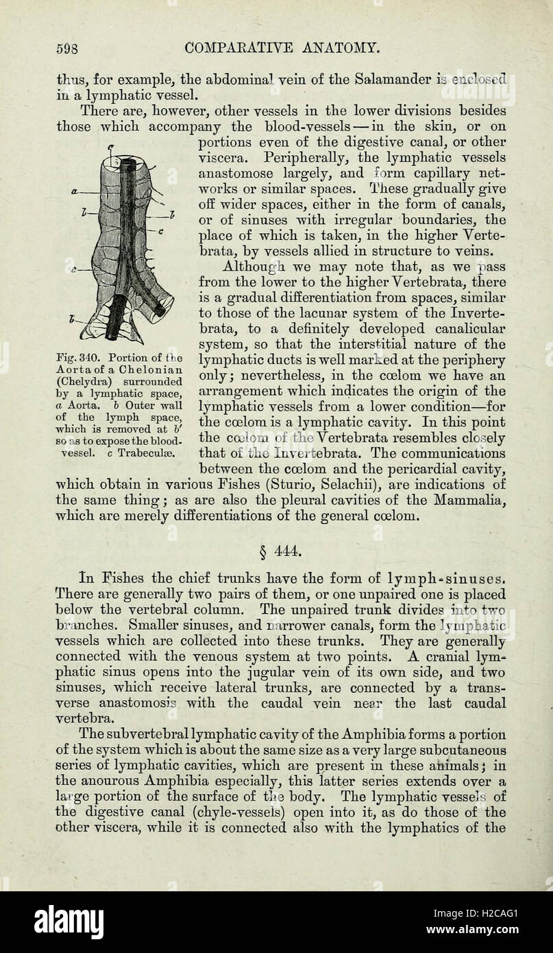 This book explores the comparative anatomy of various organisms ...