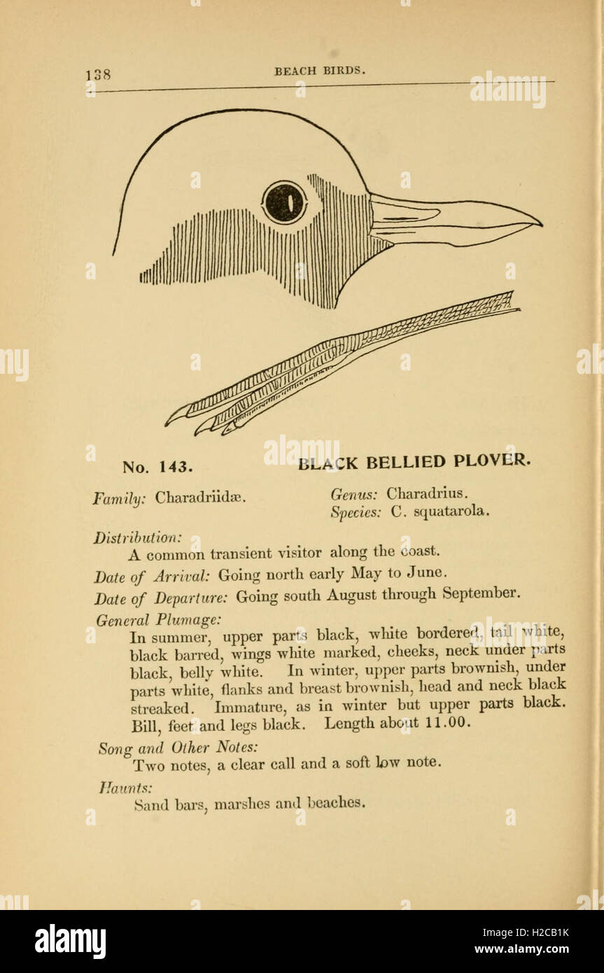 A birdwatching guide that offers detailed descriptions and ...