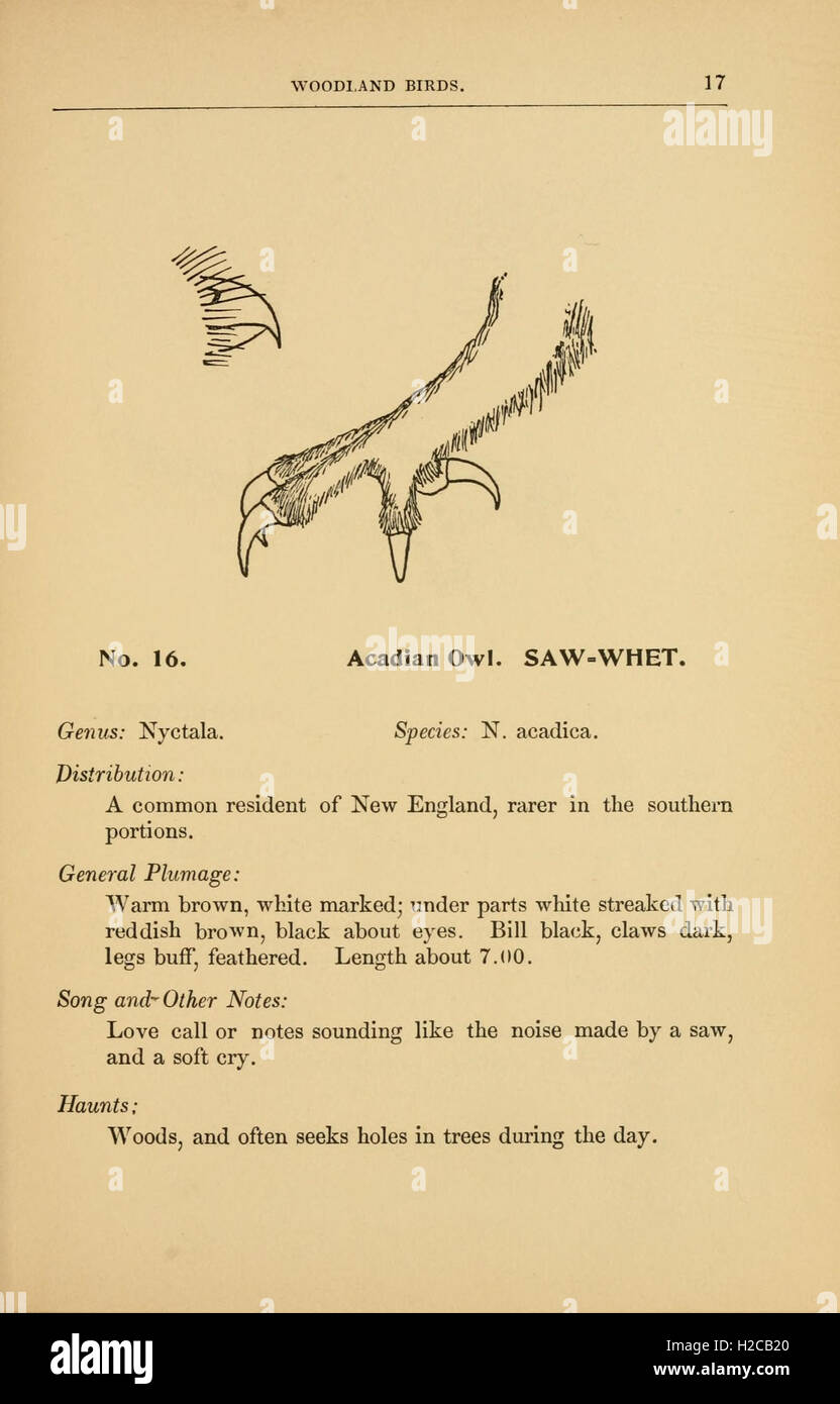 This work is a comprehensive study of birds, focusing on their ...