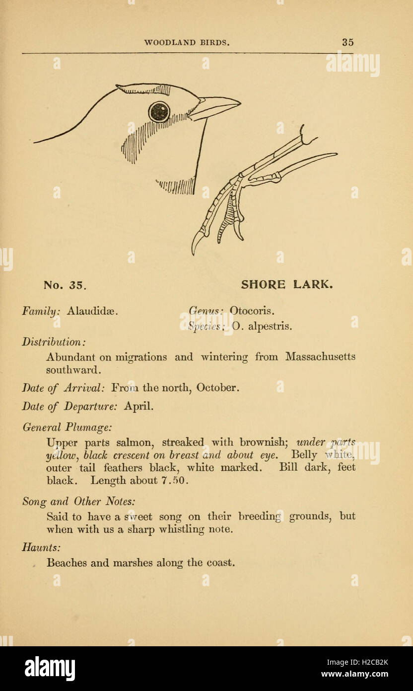 This work provides an overview of bird species, with a focus on their ...