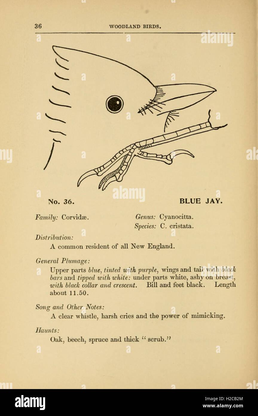 'Every Bird' is an extensive guide to bird species, focusing on ...