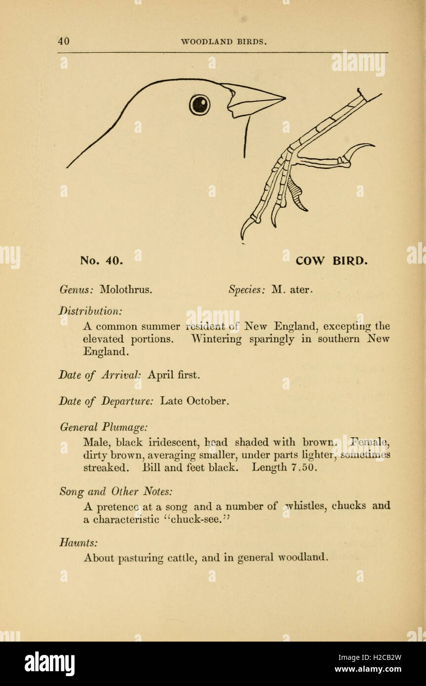 A detailed guide to the identification, habitats, and behavior of birds ...