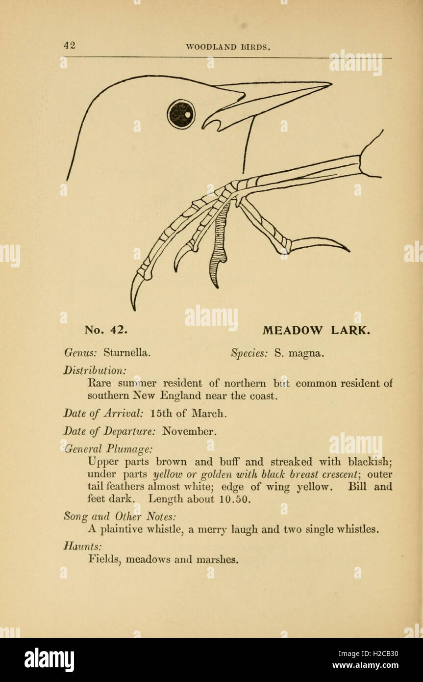 A comprehensive guide to bird species, their behavior, habitats, and ...