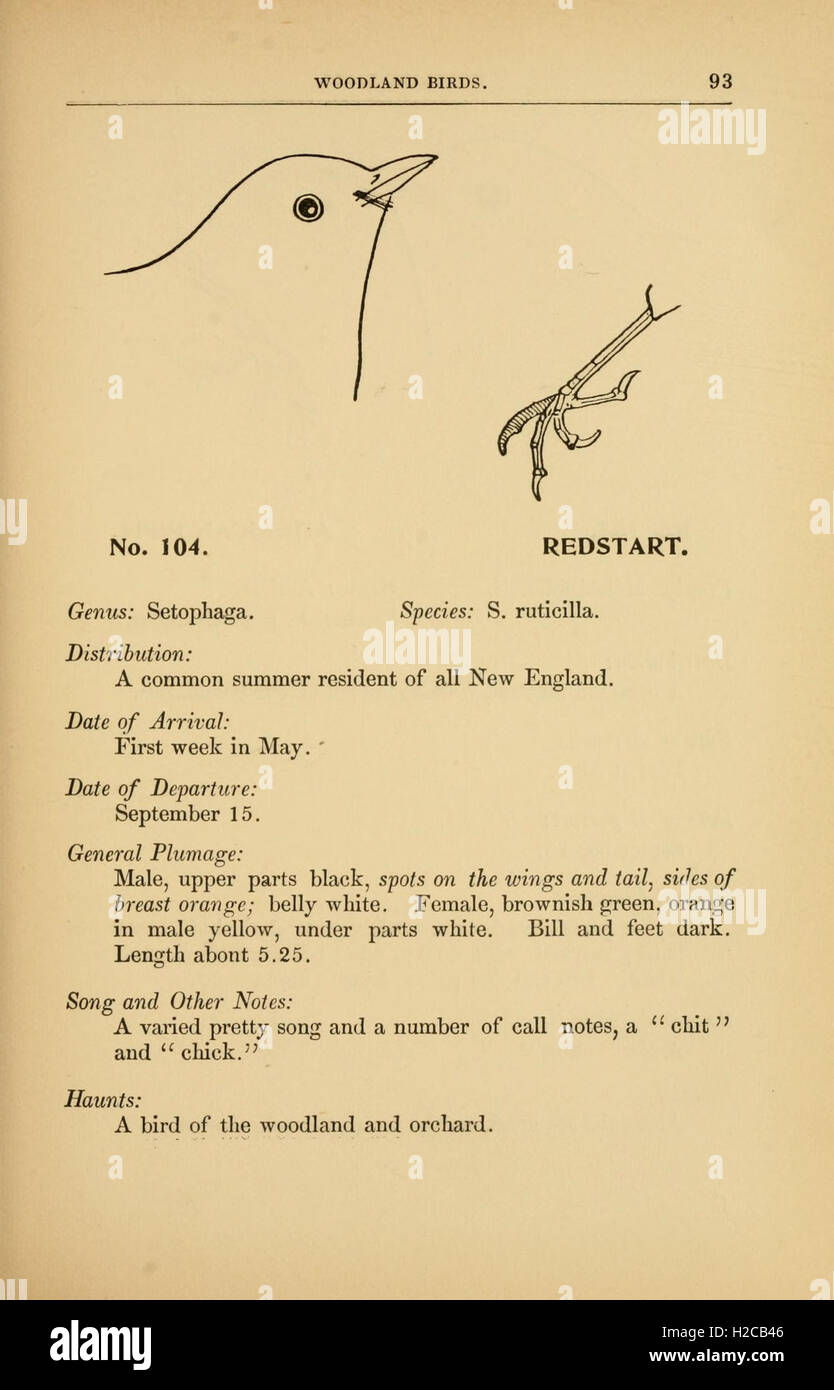 This work provides a detailed overview of various bird species ...