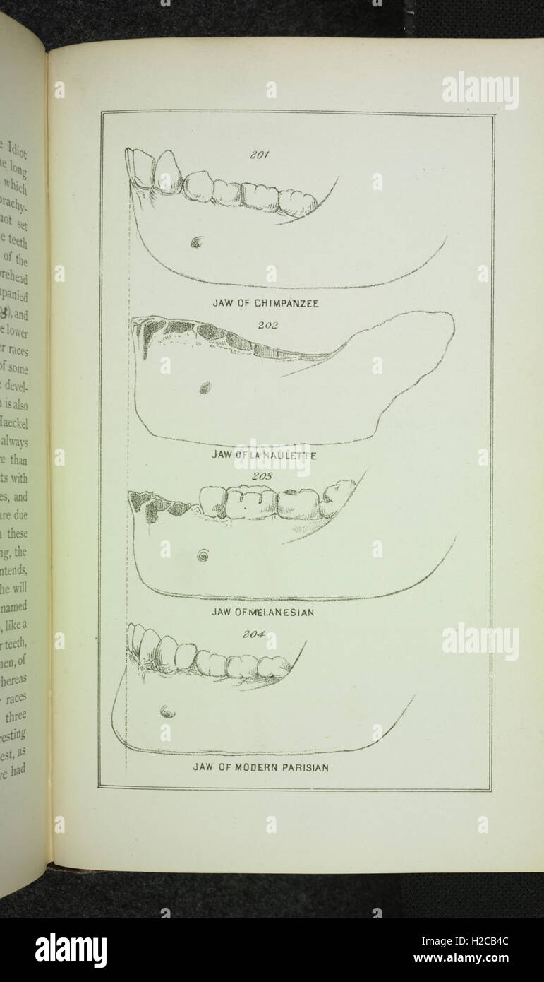 This Plate Illustrates The Evolutionary Progression Of Life Forms Depicting Key Stages In The