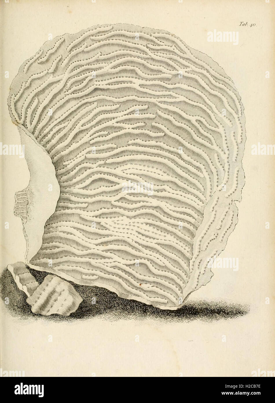 This work presents a systematic classification of coral species ...
