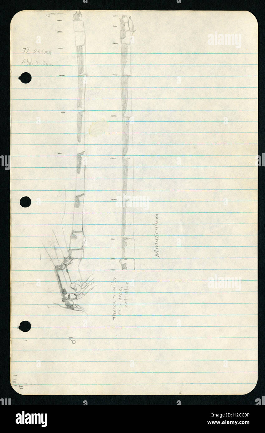 This field notebook contains detailed observations and notes from ...