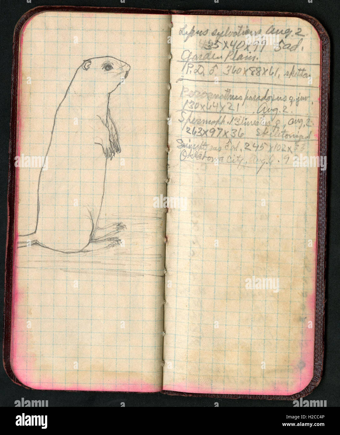Field notes documenting flora, fauna, and environmental observations ...