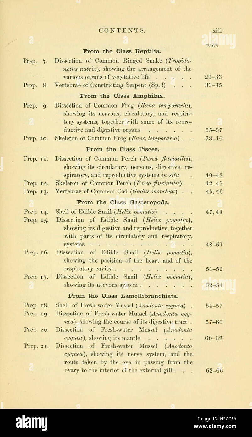 An exploration of different animal forms, analyzing the diversity of ...