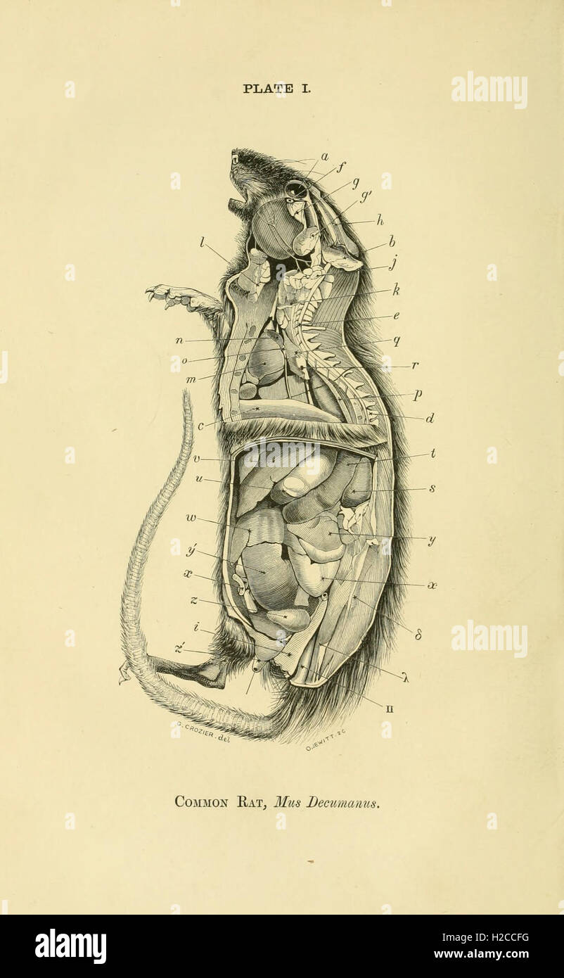 This plate illustrates various forms of animal life, focusing on their ...