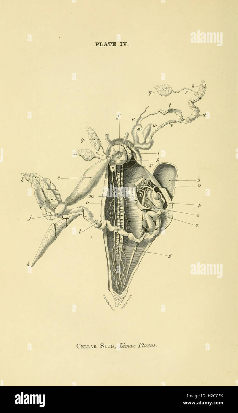 This illustration from *Forms of Animal Life* depicts various species ...