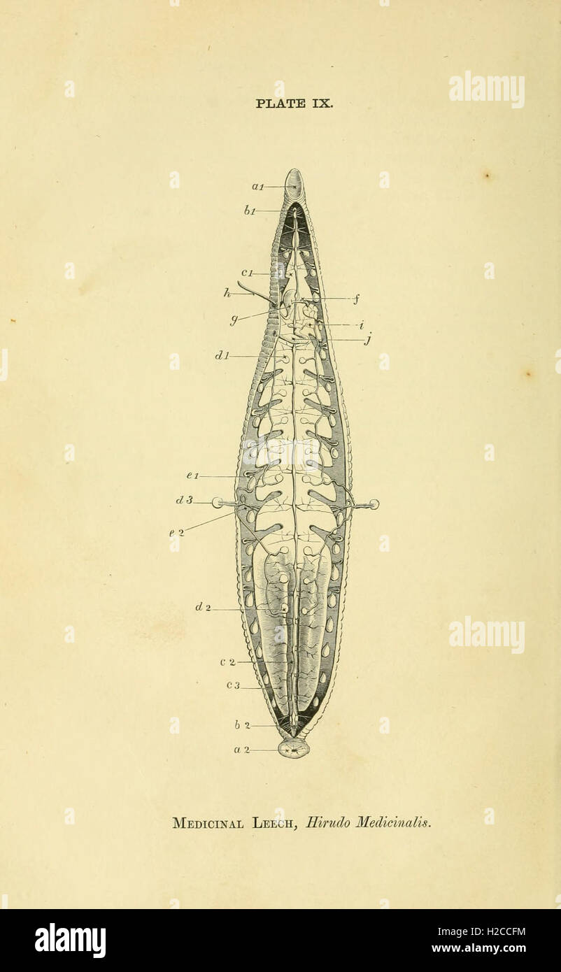 Plate IX from 'Forms of Animal Life' by George Rolleston depicts ...