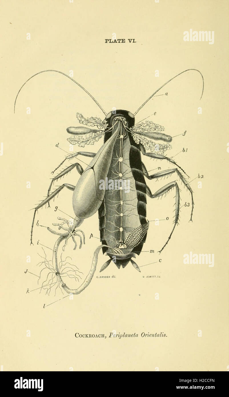 Forms of animal life (Plate VI Stock Photo - Alamy