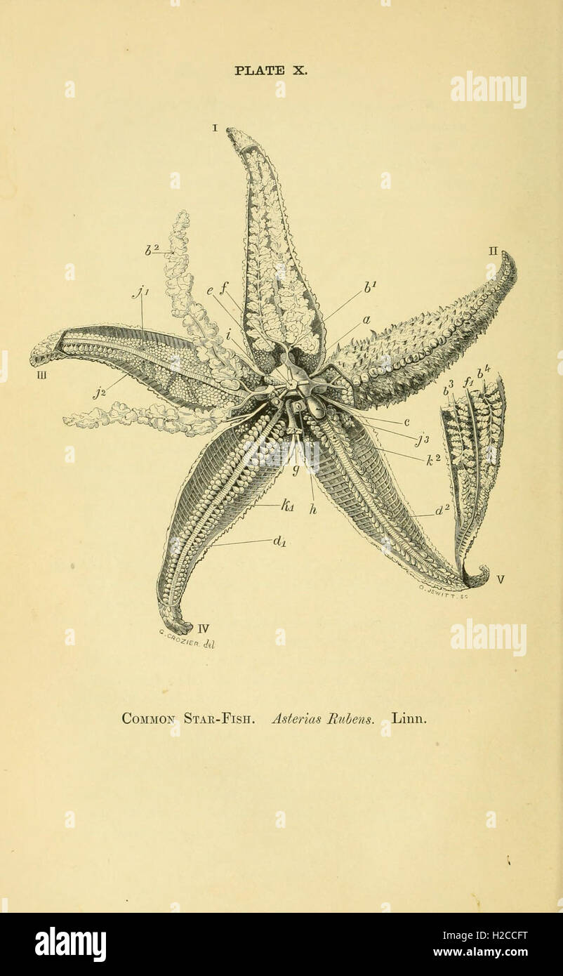 This illustration from 'Forms of Animal Life' depicts various forms of ...
