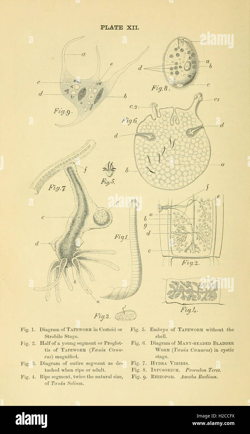 This plate illustrates various forms of animal life, showcasing the ...