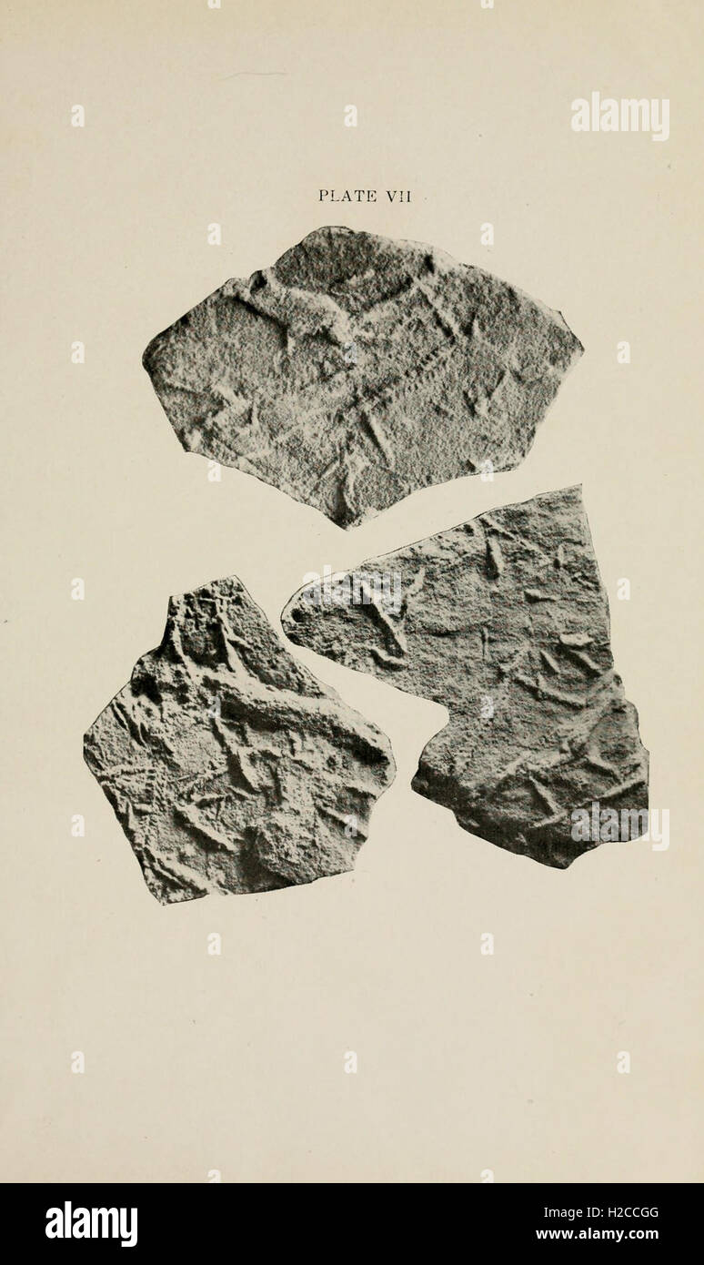 The study of fossilized ice crystals provides insights into ancient ...