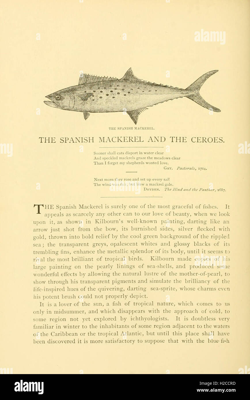 This page depicts the Spanish mackerel, an important species in ...