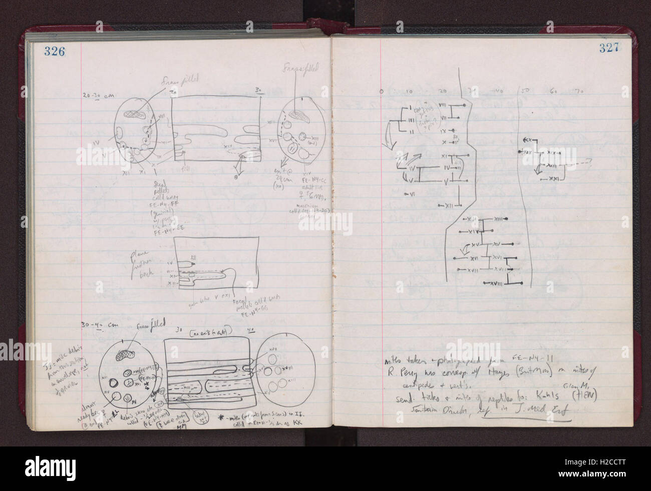 These field notes document the flora, fauna, and geological features of ...