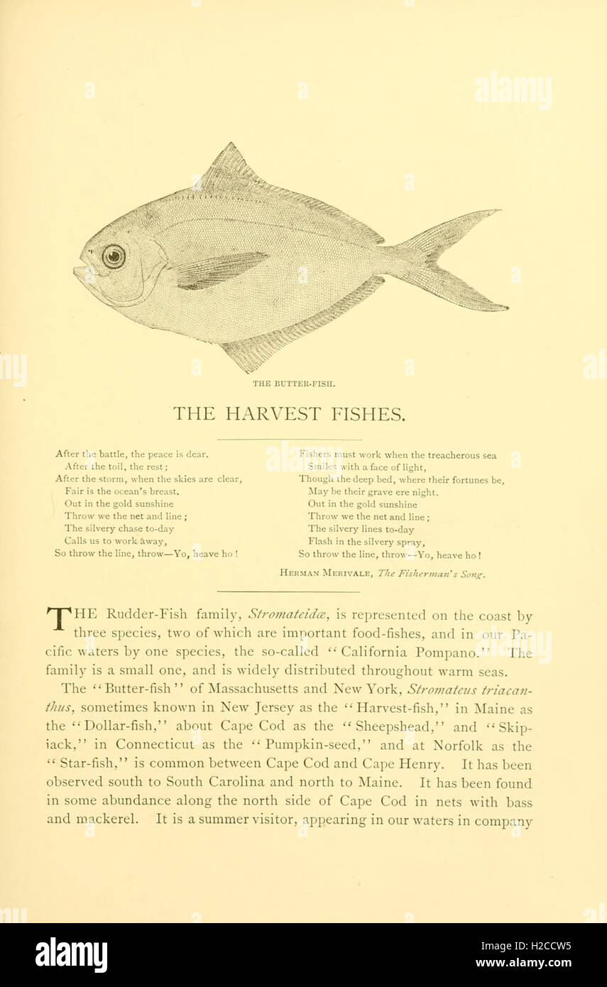 American butterfish hi-res stock photography and images - Alamy