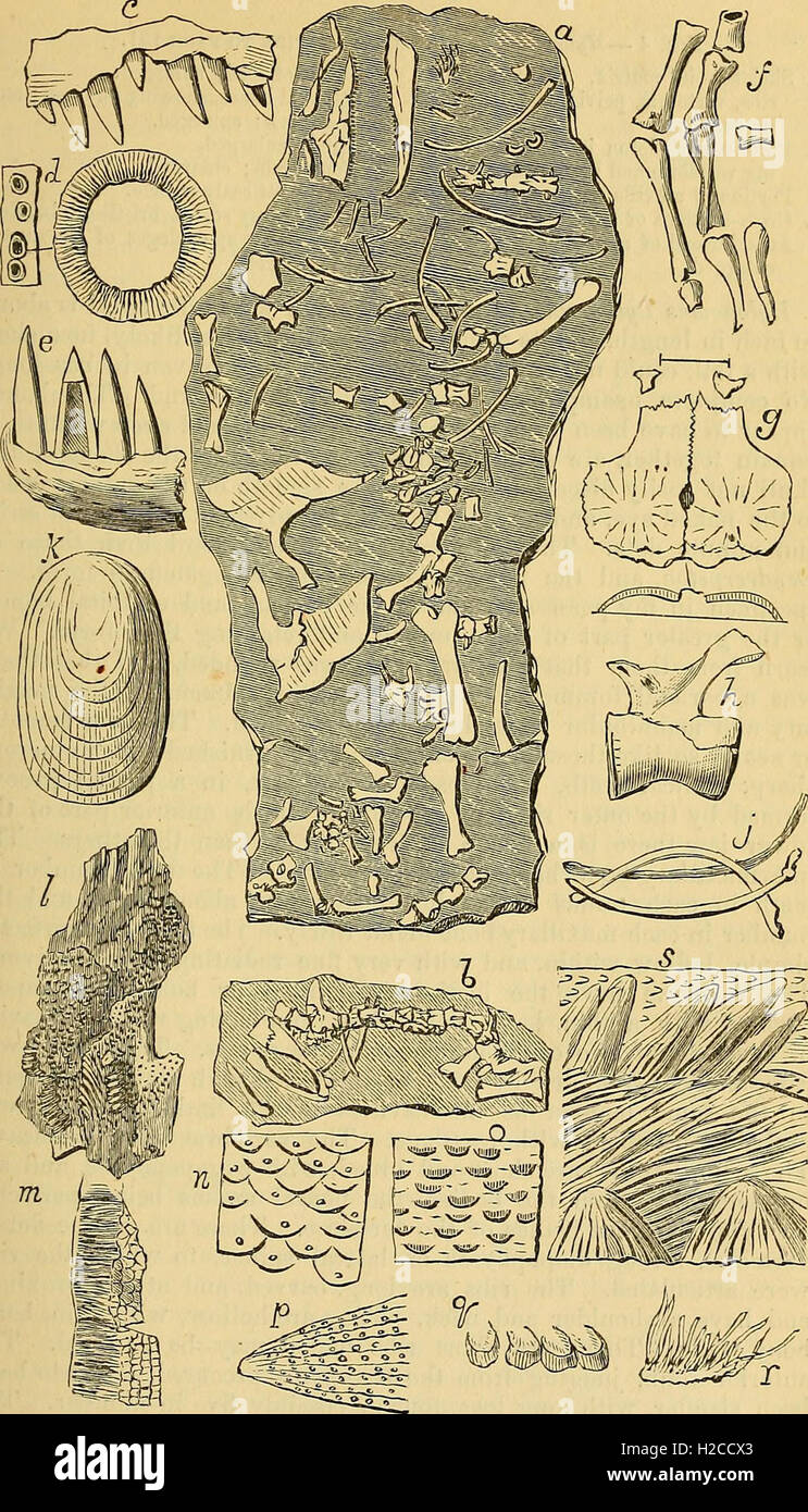 A publication from 1891 discussing various geological topics, including ...