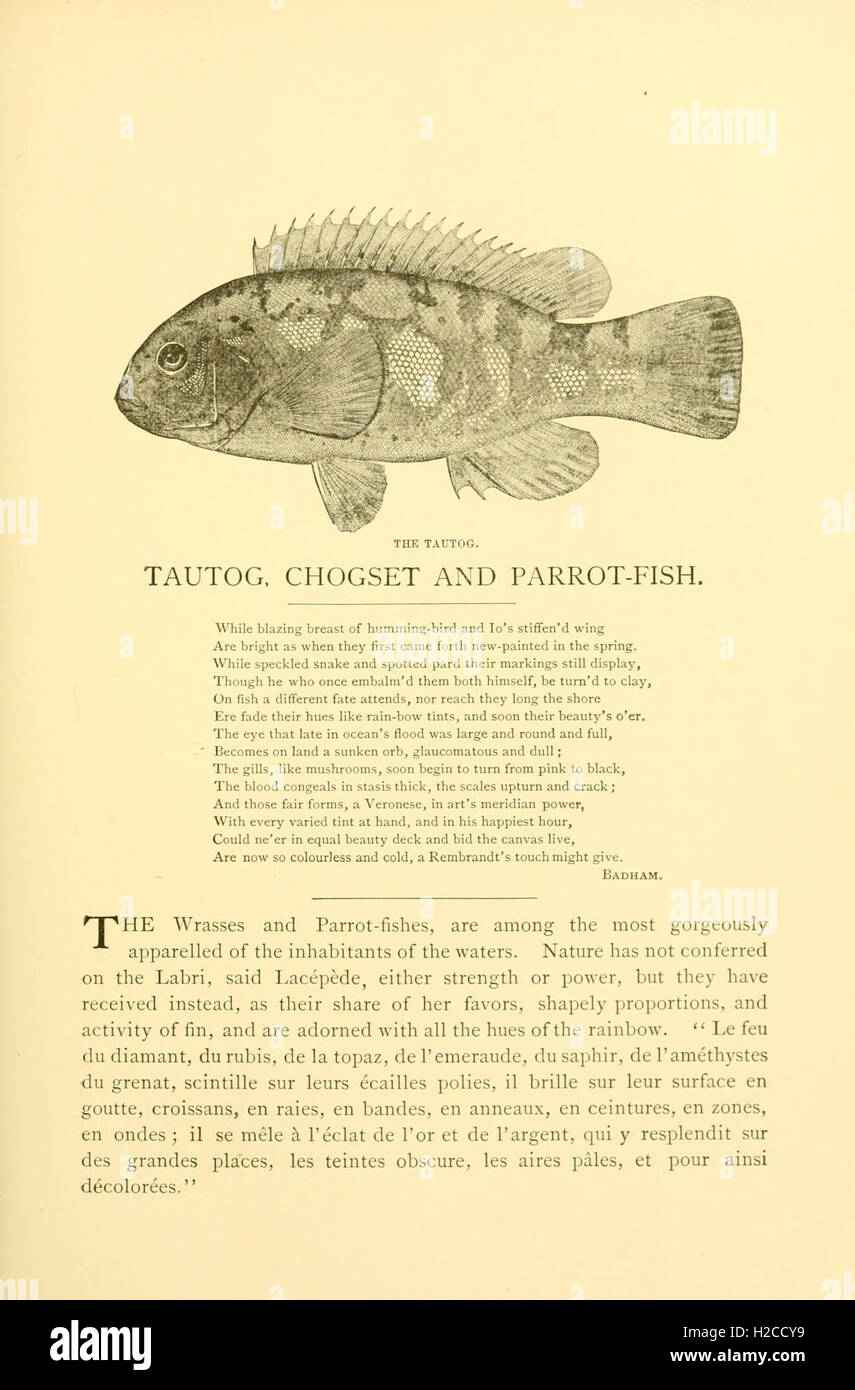 Tautog High Resolution Stock Photography and Images - Alamy